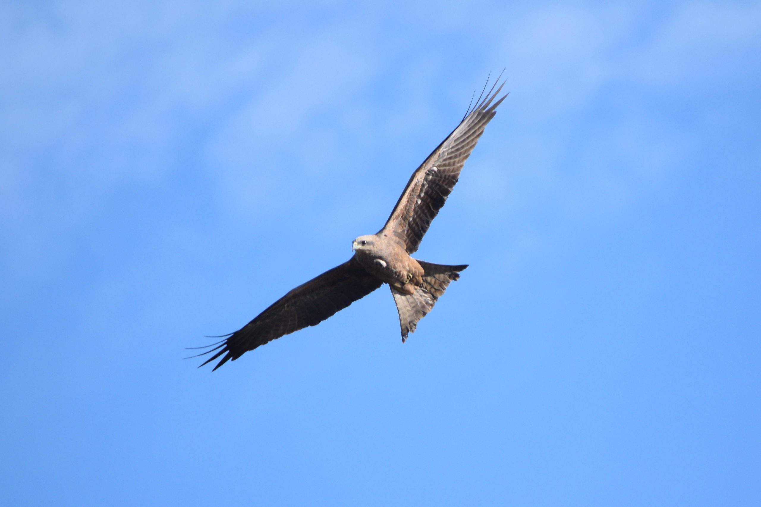 Birdlife Australia - Aussie Bird Count | Walla West Museum
